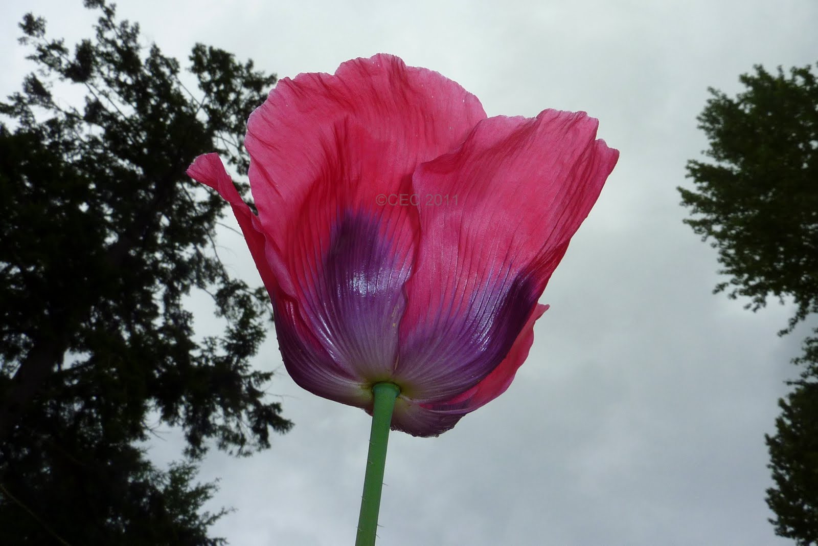 Gardener's Roost: Wordless Wednesday - Pretty Pink Poppies