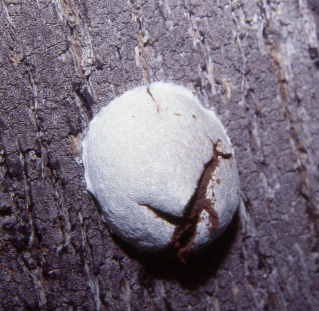 Setas Extremadura : Reticularia Lycoperdon.