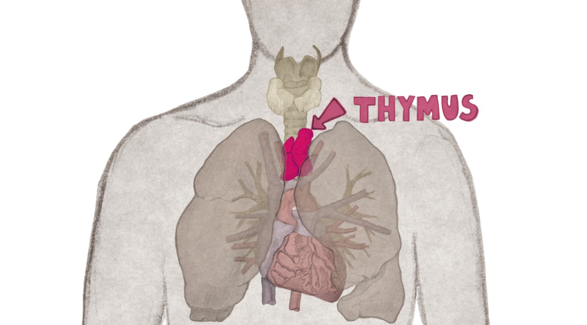 Órganos linfoides primarios y secundarios - Biología