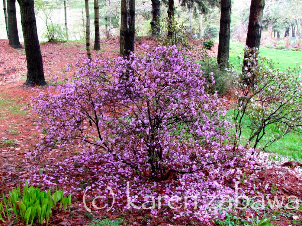 Brueckner Rhododendron Gardens: PJM Rhododendrons Peak Bloom ...