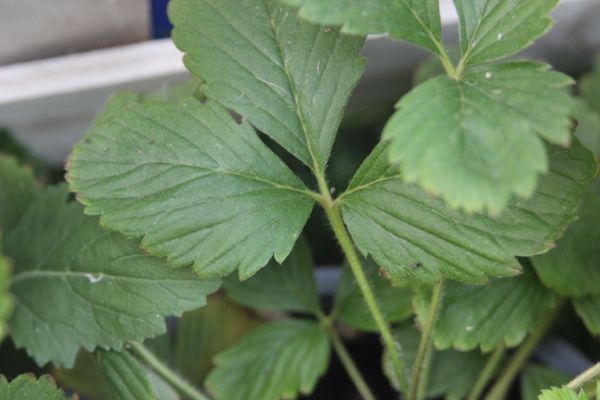 Mudflower: Strawberry x Raspberry Hybrid Experiment Update