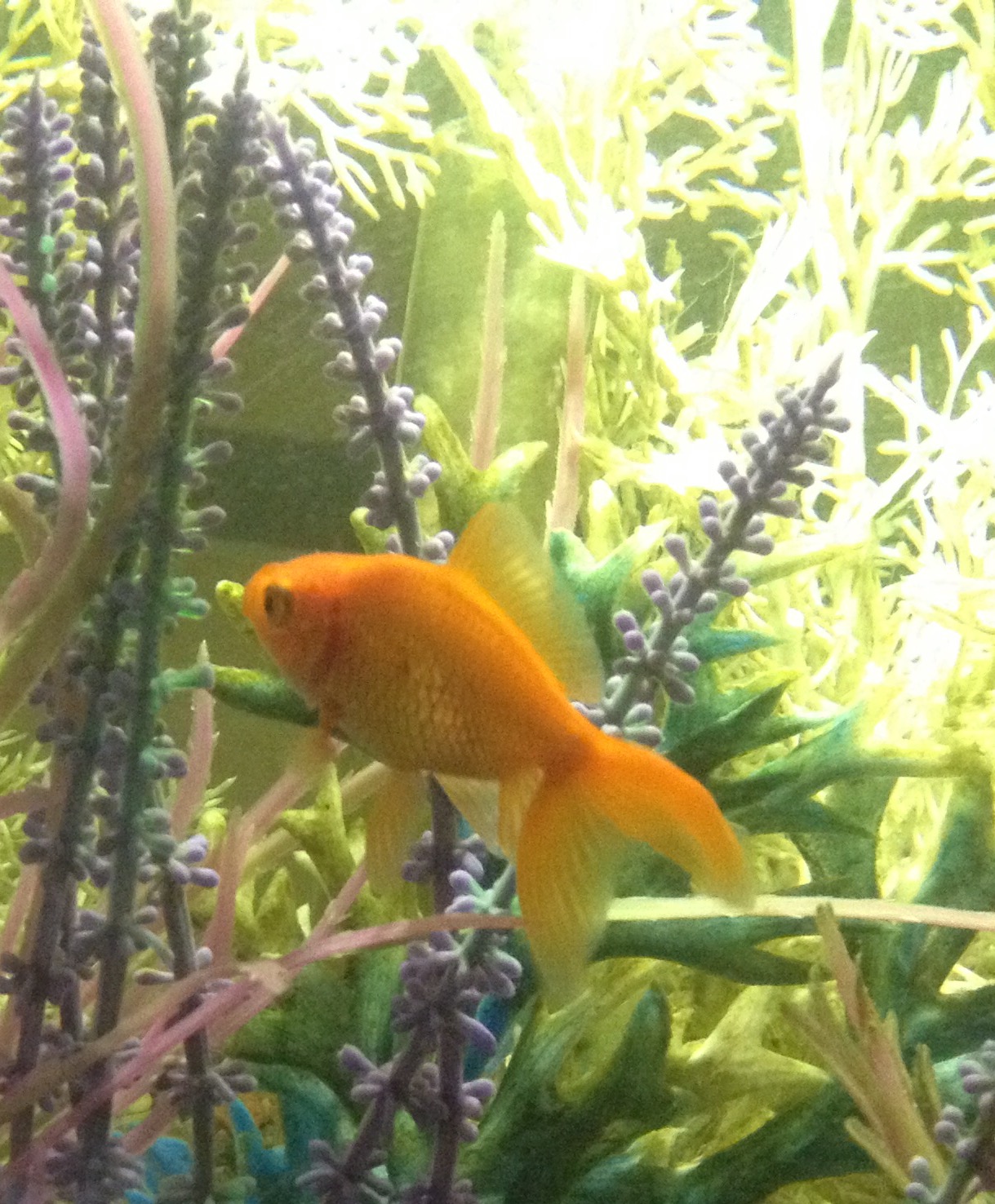 Havfruen & de 3 små fisk: Vera