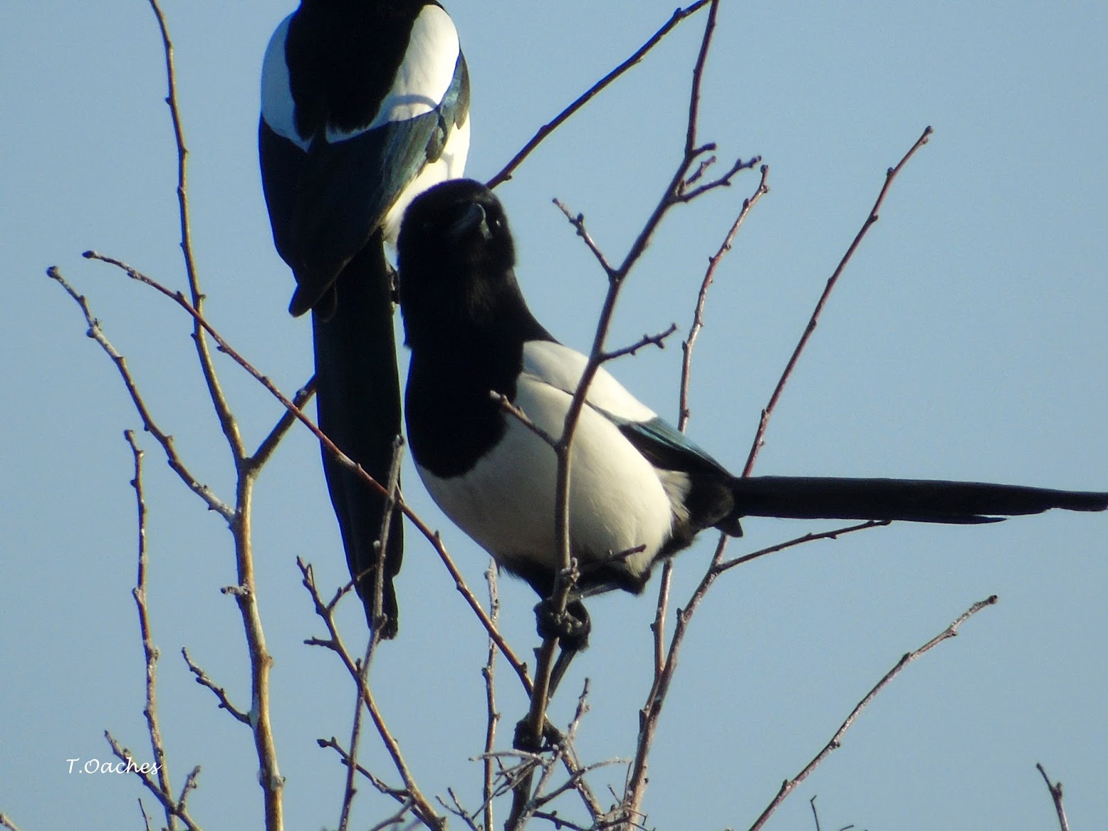PASARI DIN ROMANIA: COTOFANA, Pica pica