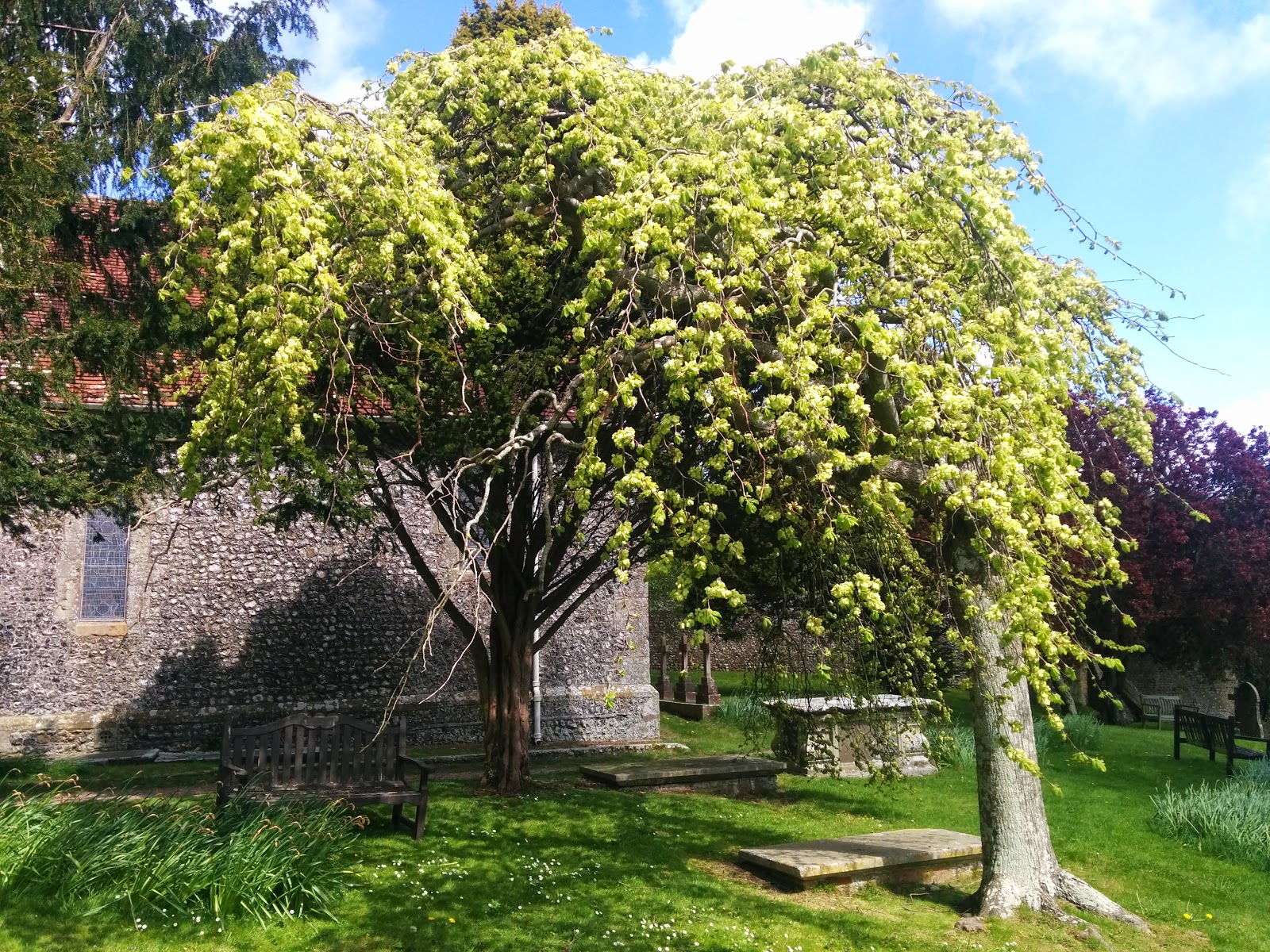 Wild Life: Camperdown Elm