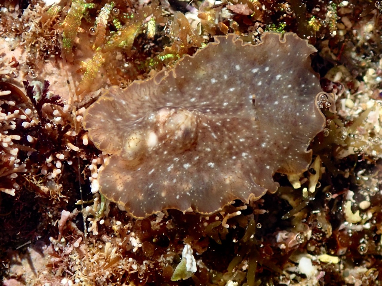 s/v Cilantro: An Intertidal Exploration: Gulf of California (Baja Sur ...