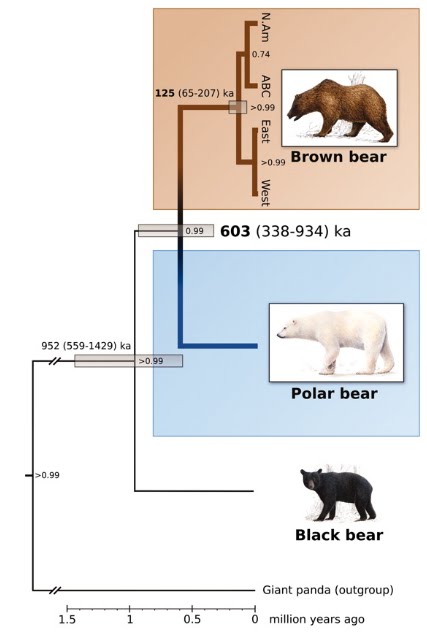 Sandwalk: Speciation in Bears