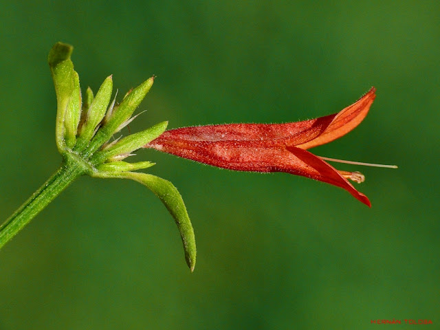 Flora Bonaerense: Canario rojo (Dicliptera tweediana)