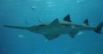 Universo Animal: El pez sierra