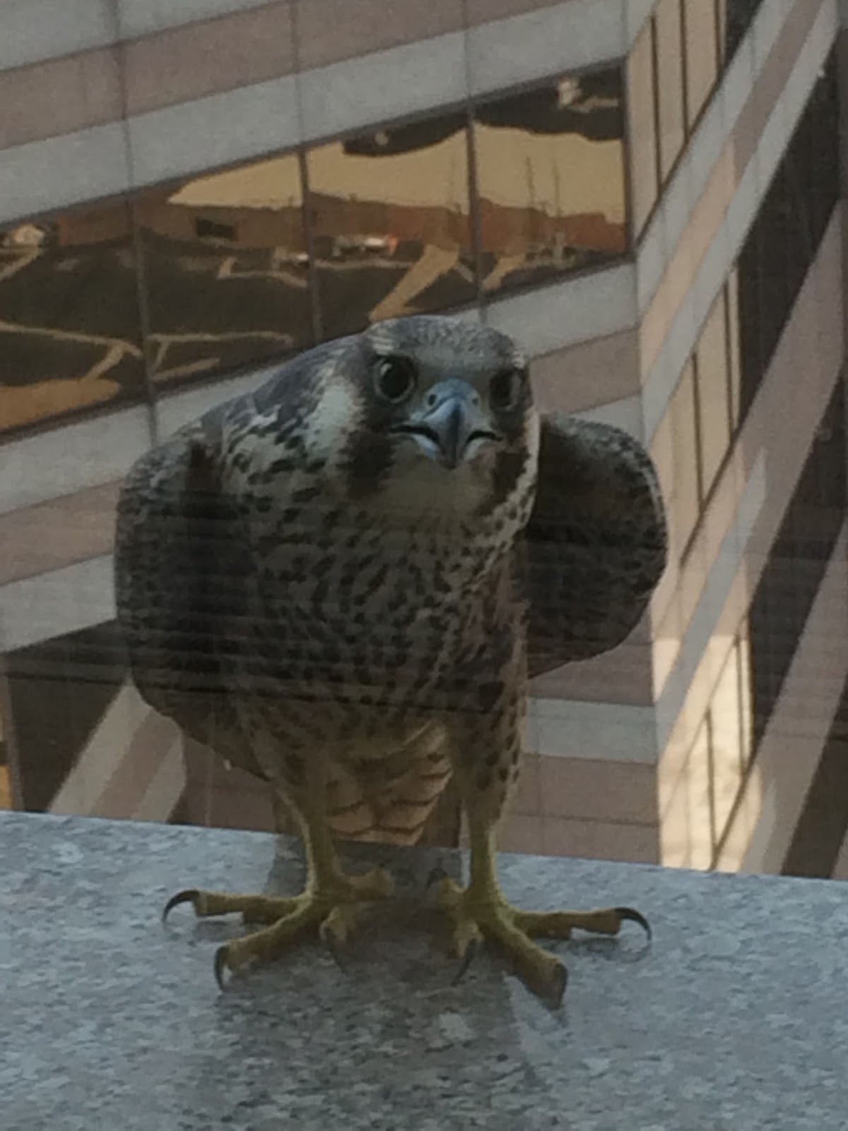 Columbus Peregrine Falcon Update: Cam Withdrawal