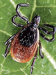 Kutu Babi Punca Wanita Berasa Tua