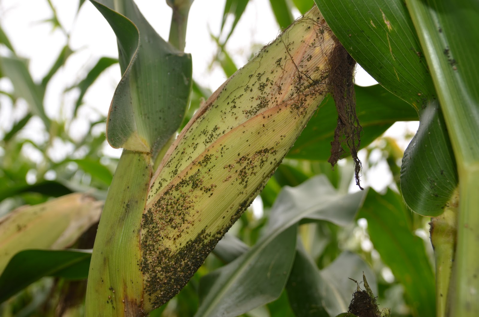 It's a bug's life: This is a call…for aphids in corn yield response data