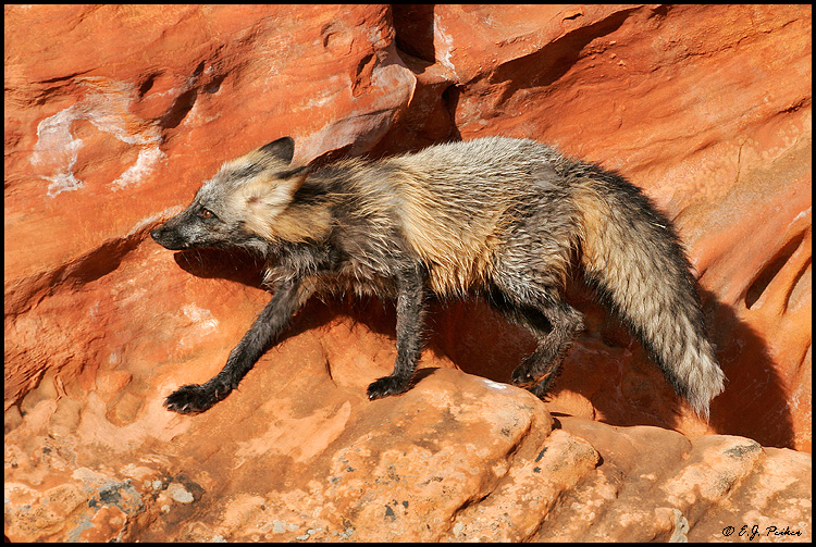 Animals pictures: Cross fox