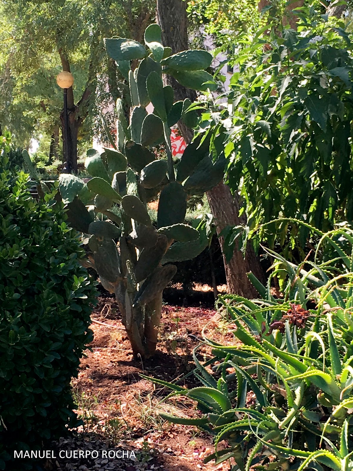 ÁRBOLES Y ARBUSTOS EN LAS CALLES DE MONTIJO: CHUMBERA
