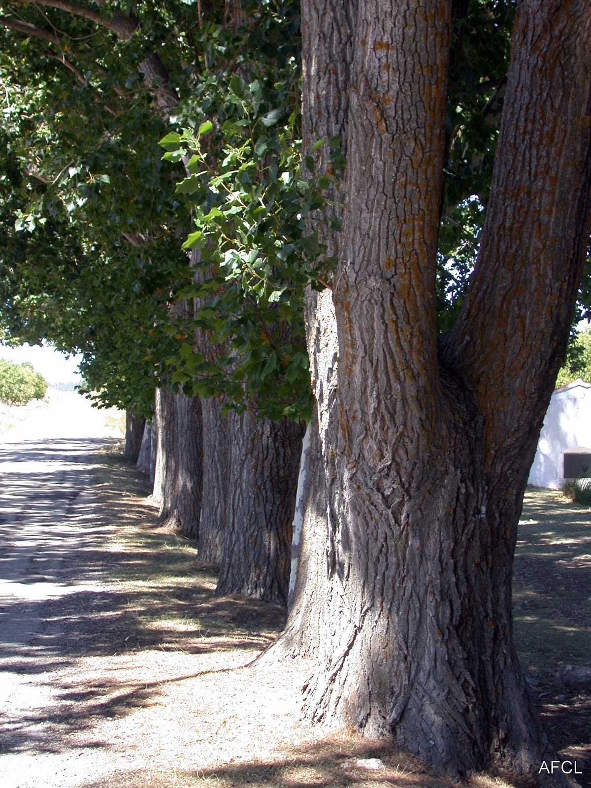 Árboles Monumentales de Murcia y Cuenca del Segura: Tudmiria: Chopo ...