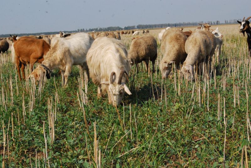 Viorica: Oaie sau Capra