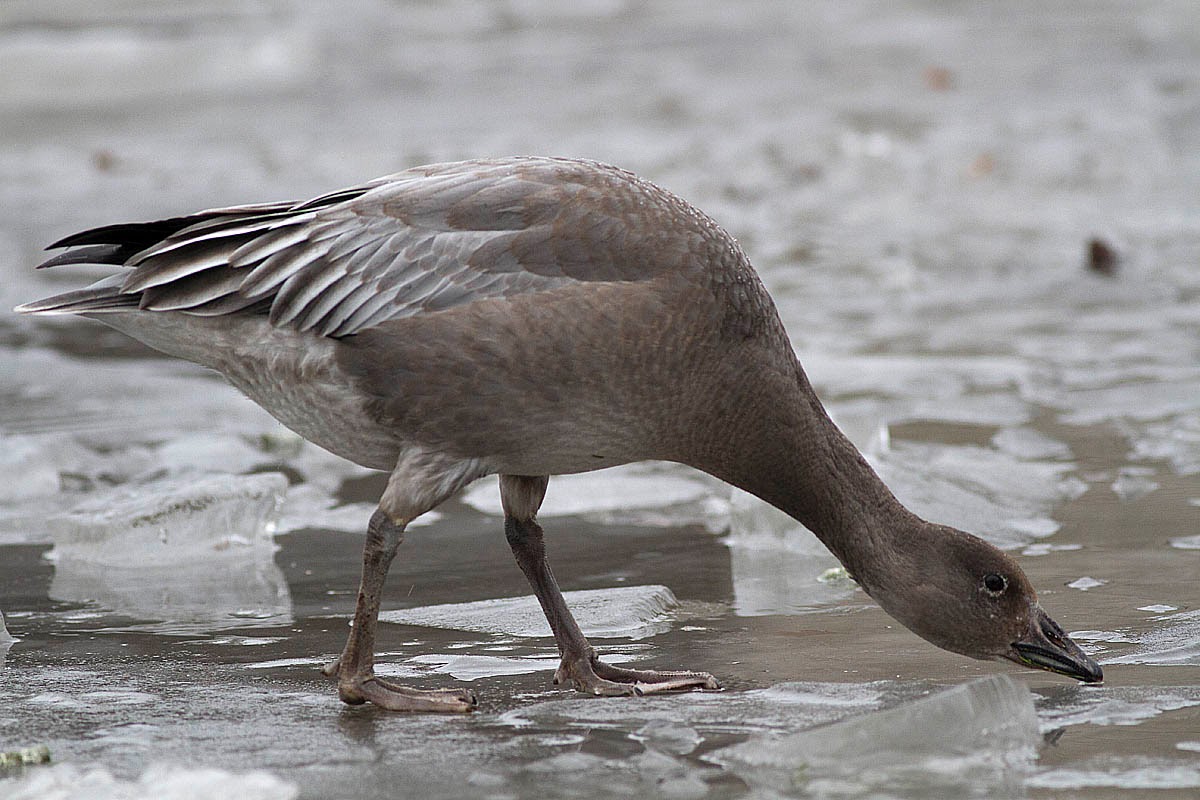 Ann Brokelman Photography: Snow Goose - juvenile blue morph Dec 1, 2013