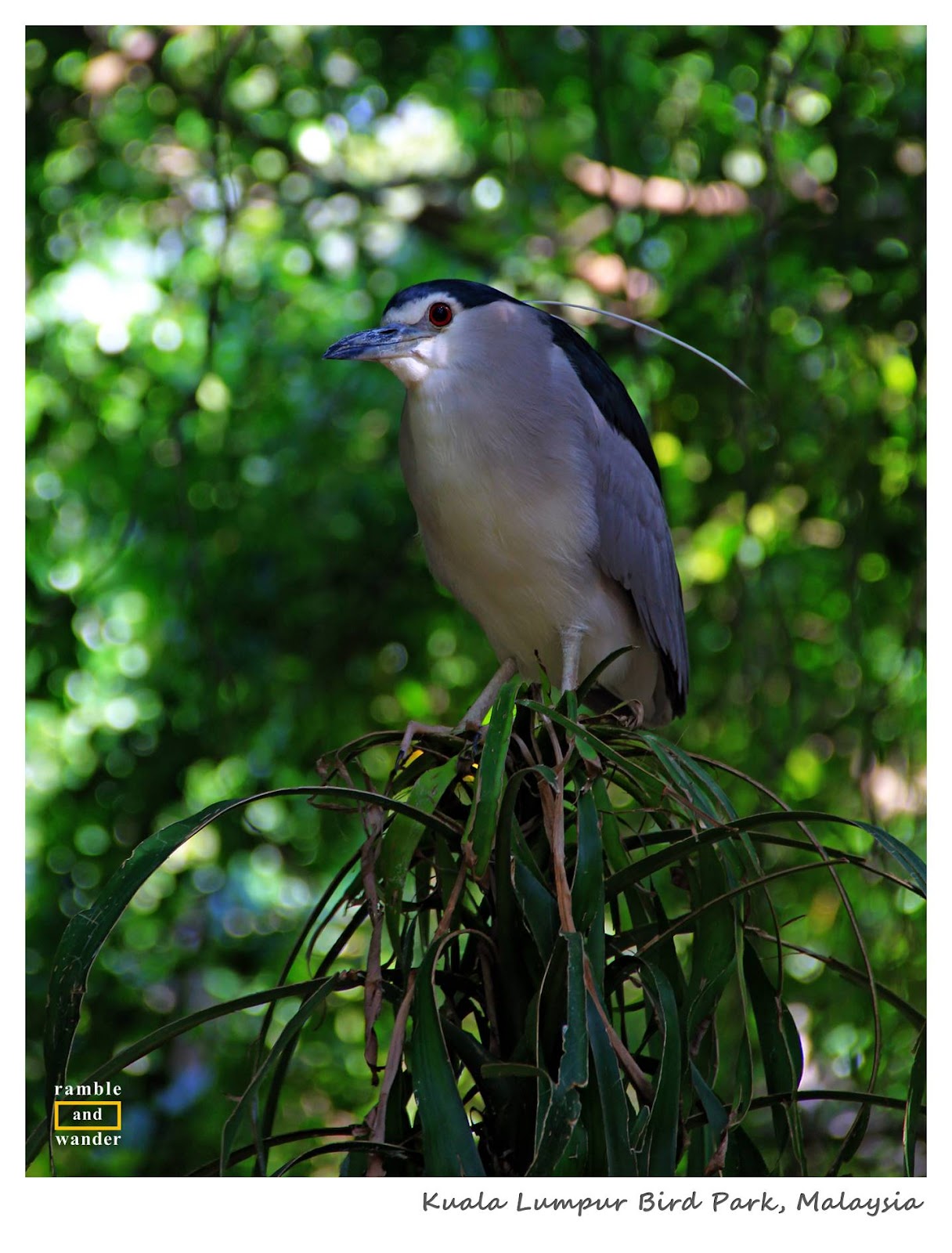 Malaysia: Kuala Lumpur Bird Park - Ramble and Wander