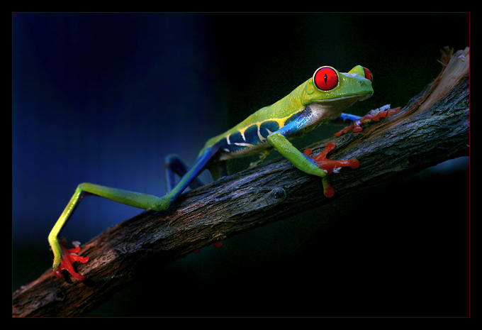 Funny red eyed green tree frog ~ unique animal wallpapers