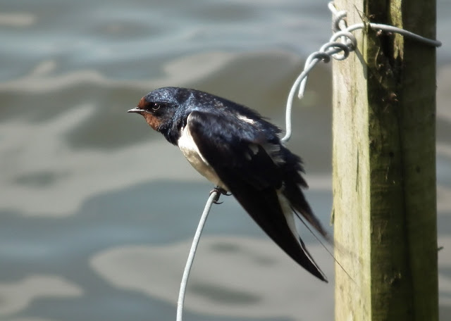 nibirds: Mervyn Campbell - Swallow, Jay, Sedge Warbler, Pochard, Great ...