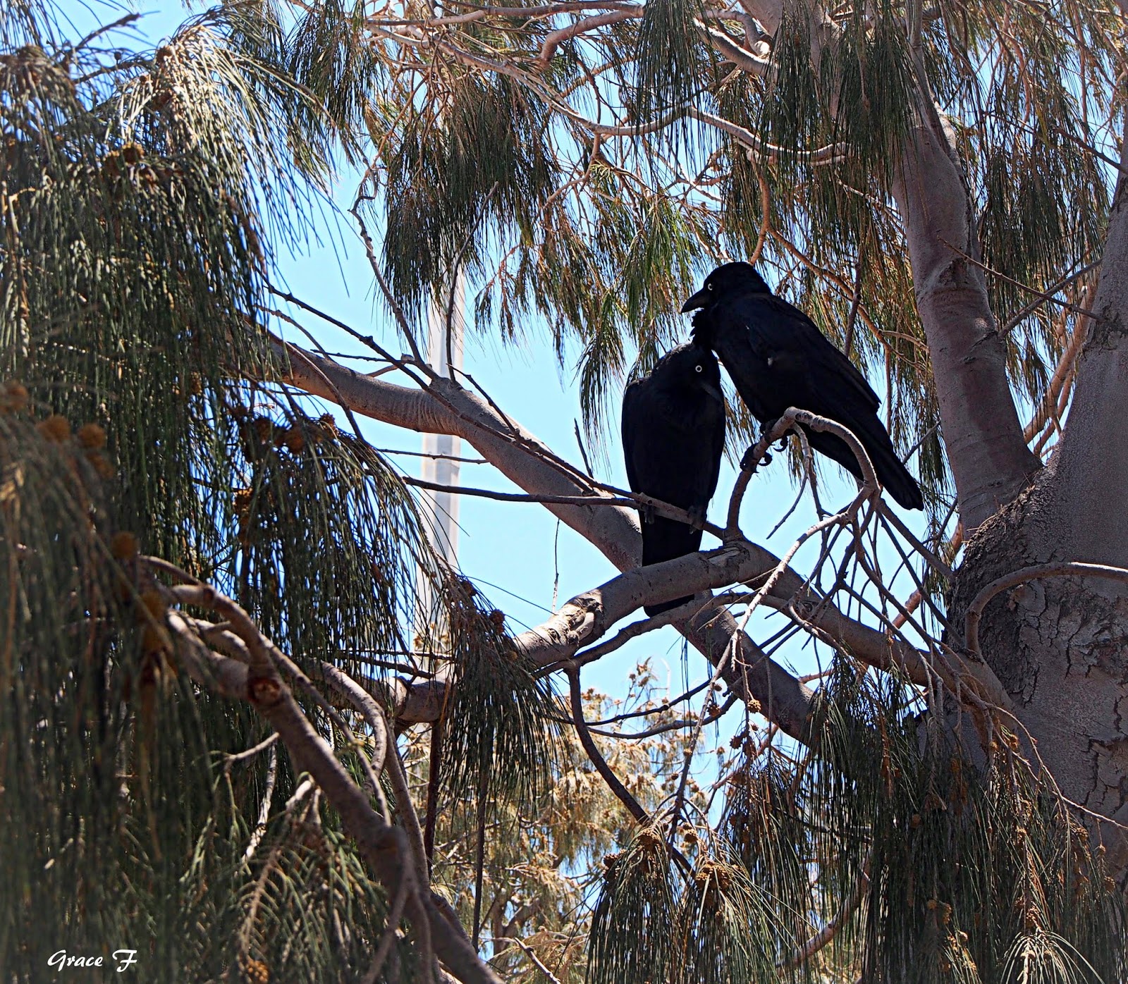 Perth Daily Photo : Stone the crows!