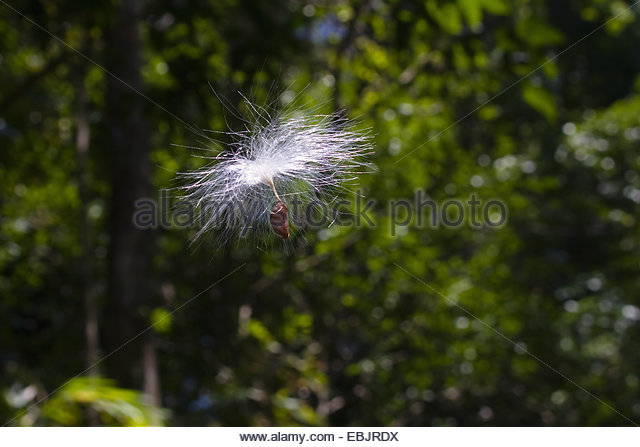 Crown Flower (Wara mala) | WARNA KULAKAYA