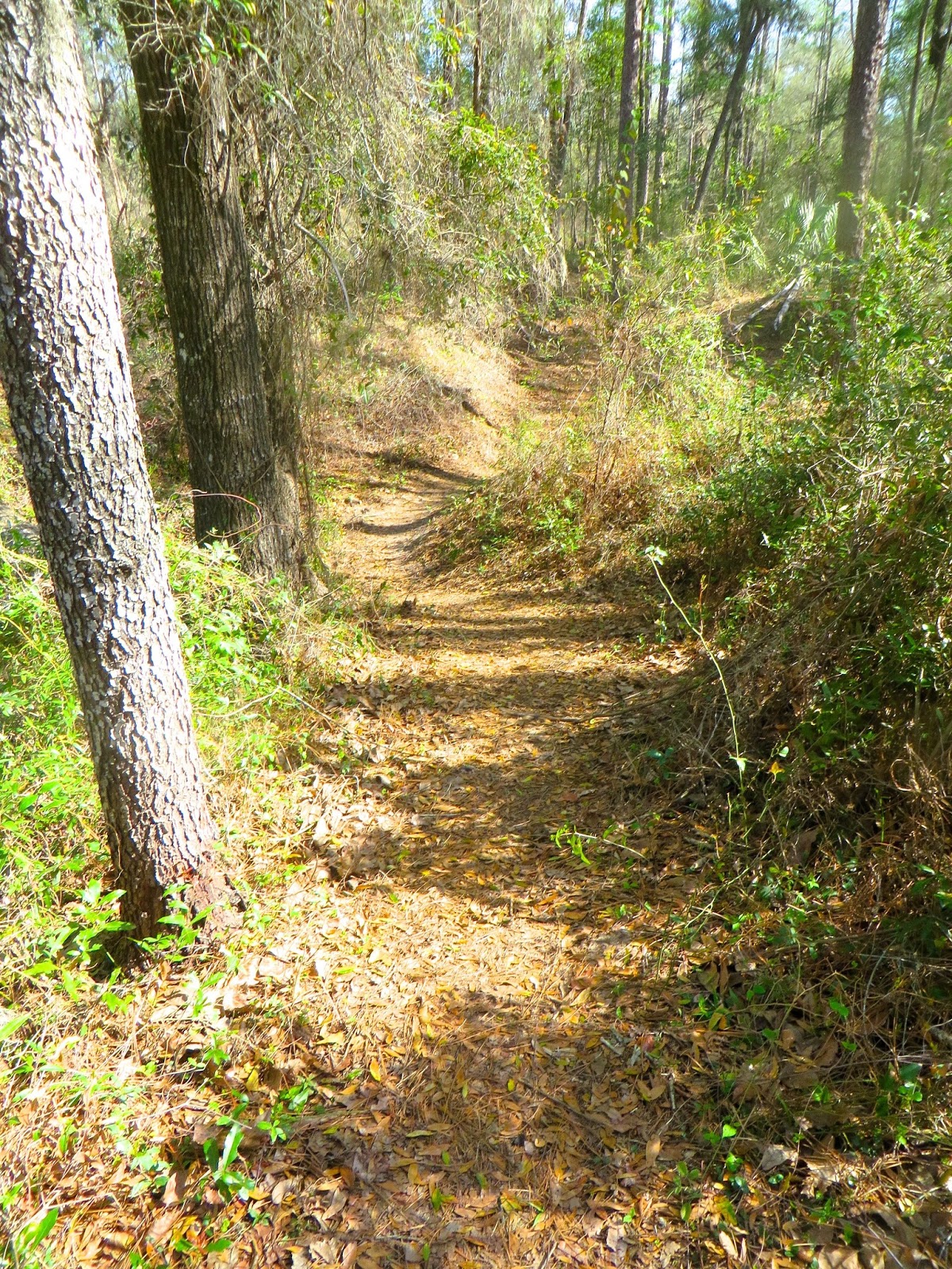 Chuck's Adventures: Biking Florida's Croom Mountain Biking Trails