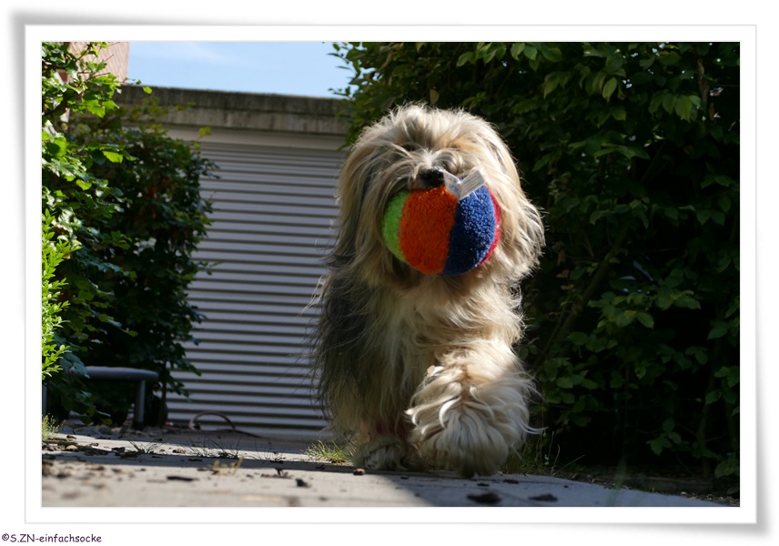 [Hundeblog] Einfach Socke: Bringt der Hund Dreck ins Haus….