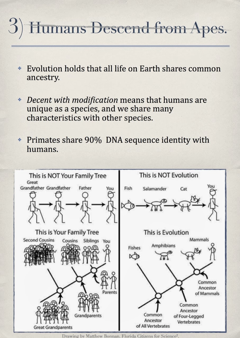Infographic: 5 Common Myths about Evolution - Science in the City