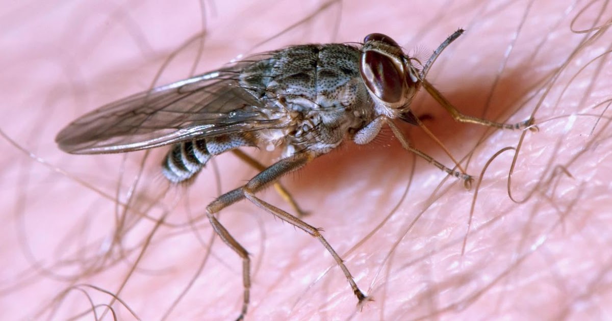 Times in Tanzania: Tsetse Flies