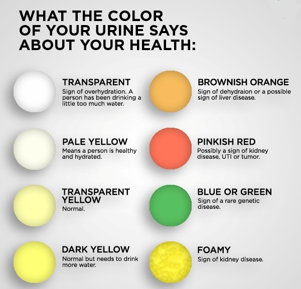 LOOK The Color Of Your Urine Tells About Your Health look-the-color-of-your-urine-tells-about-your-health