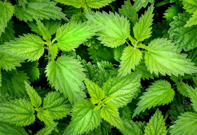 Burning Weeds In Your Lawn - What You Need To Know