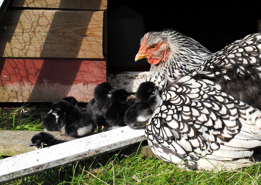 Blåbærhagen: Høns i hagen: ruging og klekking av kyllinger