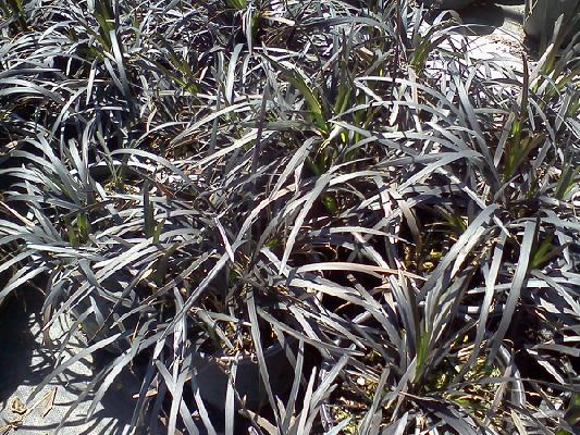 John's Western Tree Plant Photos: Ophiopogon j. planiscapus Nigrescens ...