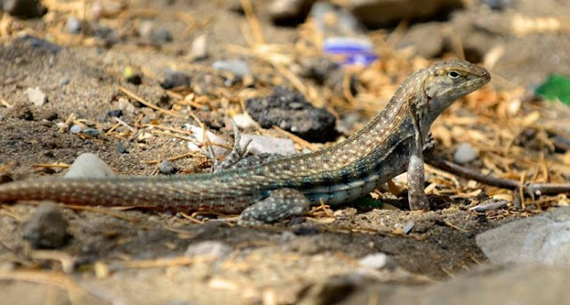 Descubren nueva especie de lagarto en RD