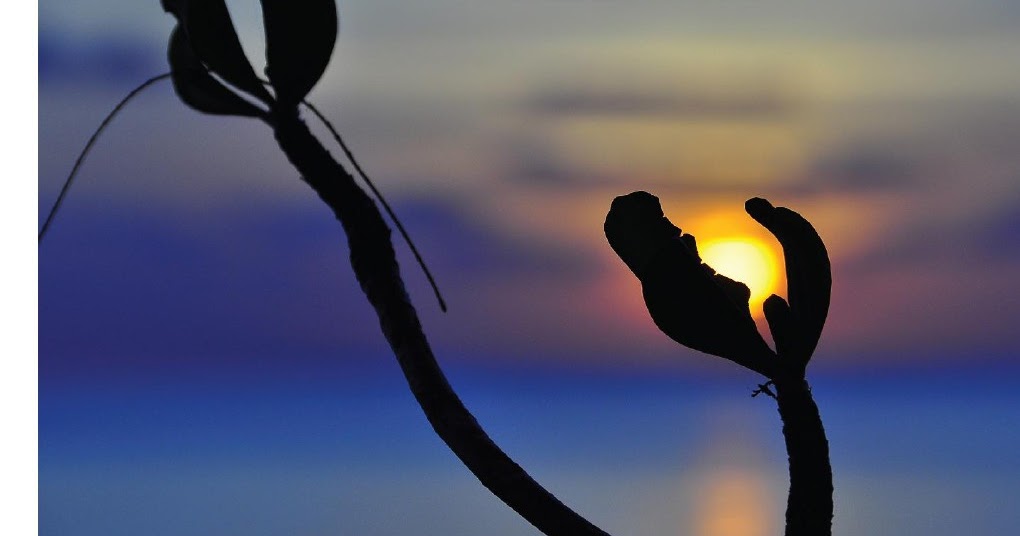 Computer science Book mania: SQL Server 2014 Development Essentials