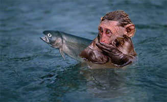 मूर्ख से दोस्ती जानलेवा है। बंदर और मछली की कहानी