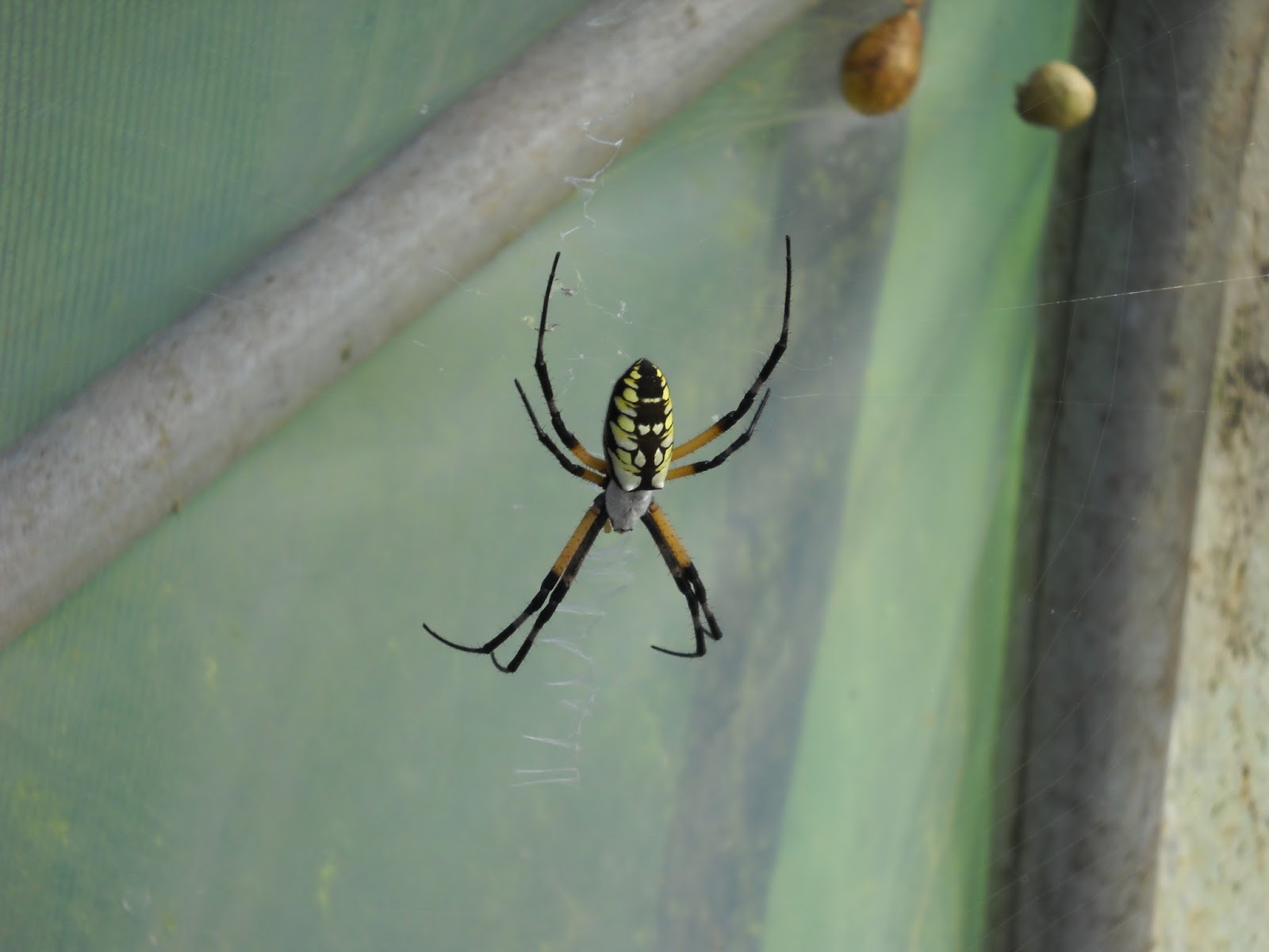 Gold Hill Plant Farm: September 2013