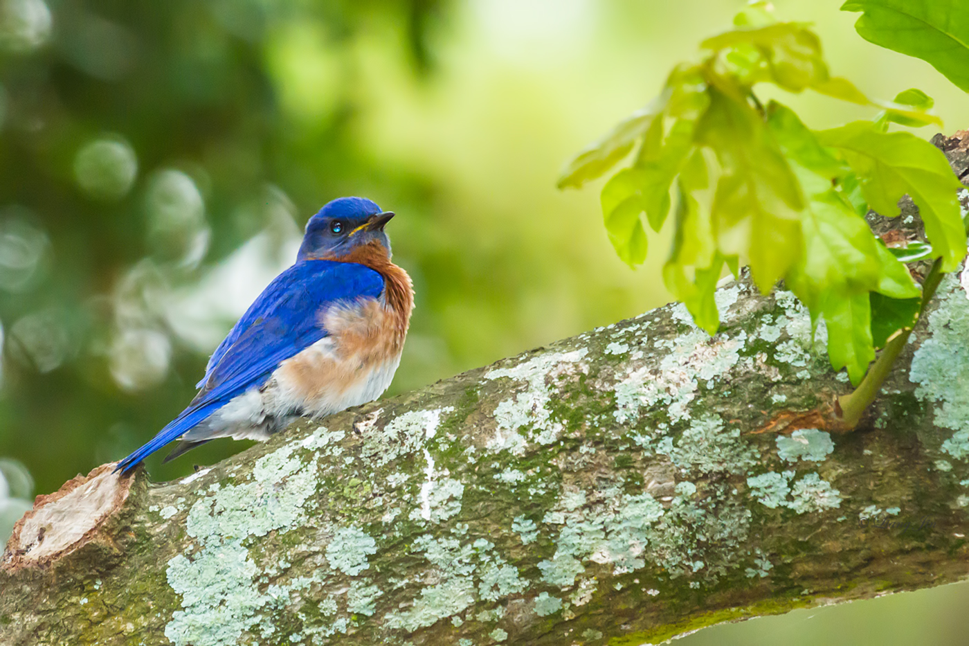 See What I See: A bluebird