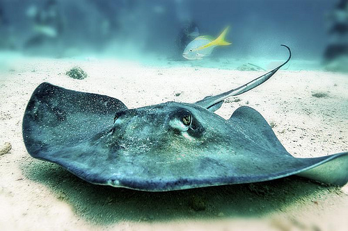 Southern Stingray - Life of Sea