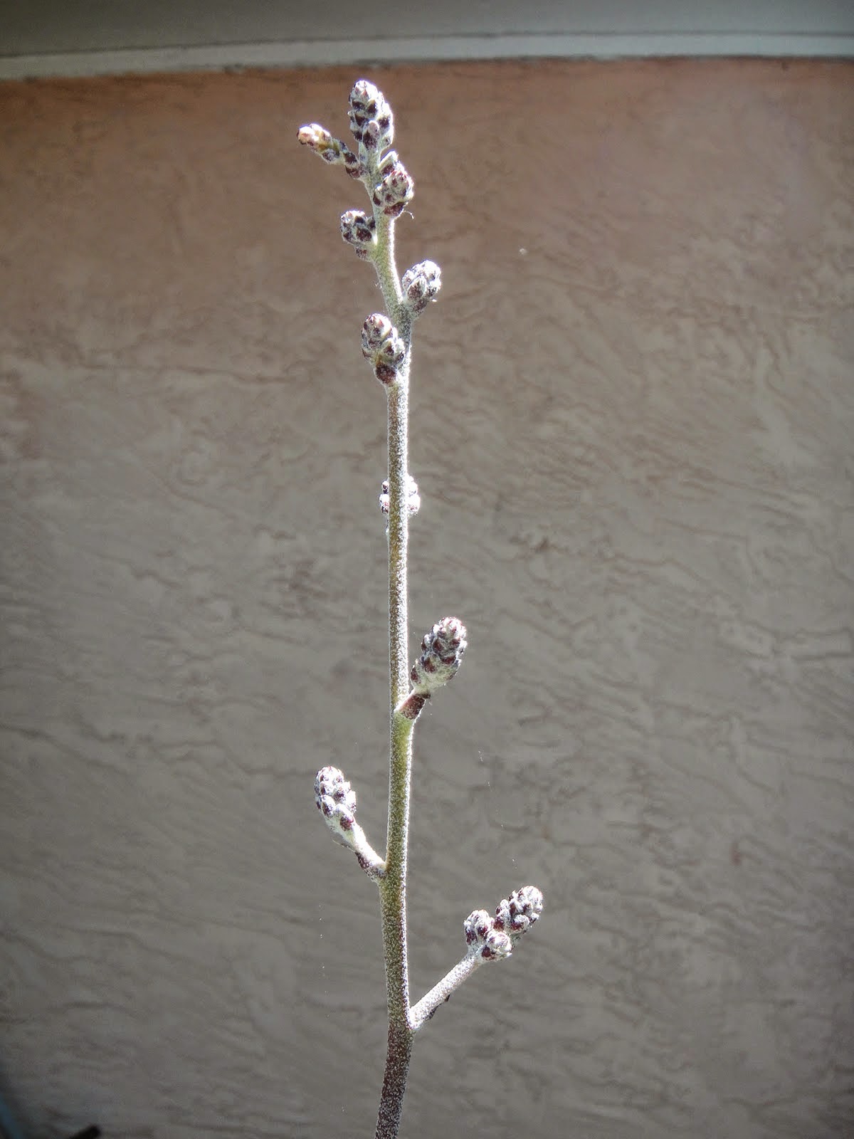 Succulent Bromeliads and others : A word about Hechtia's