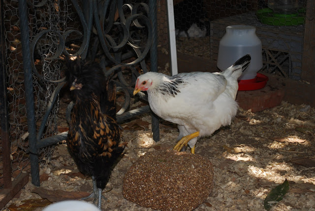 Simplify: Chicken Chatter