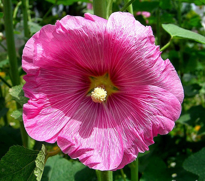 Xmbeekeeping: Δενδρομολόχα (Althaea rosea ή Althaea officinalis)
