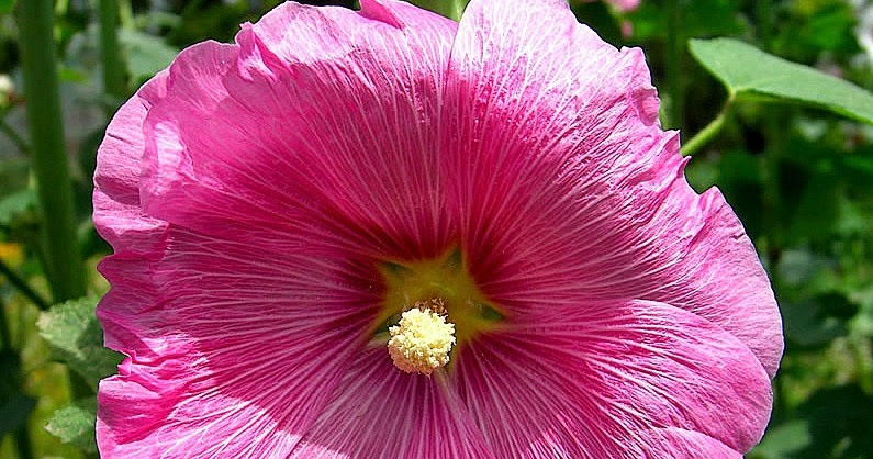 Xmbeekeeping: Δενδρομολόχα (Althaea rosea ή Althaea officinalis)