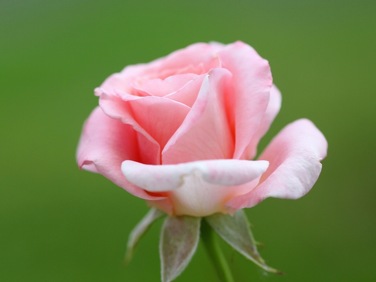 Fotos de flores rosados