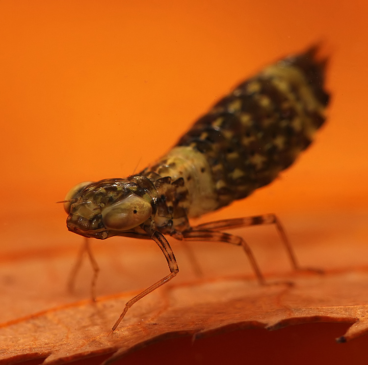 Kent Dragonflies: The Emperor Dragonfly Nymph (Part 2)