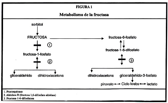 Frutosemia: Frutosemia