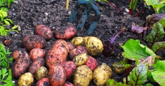 #Gardening : Small space potato growing