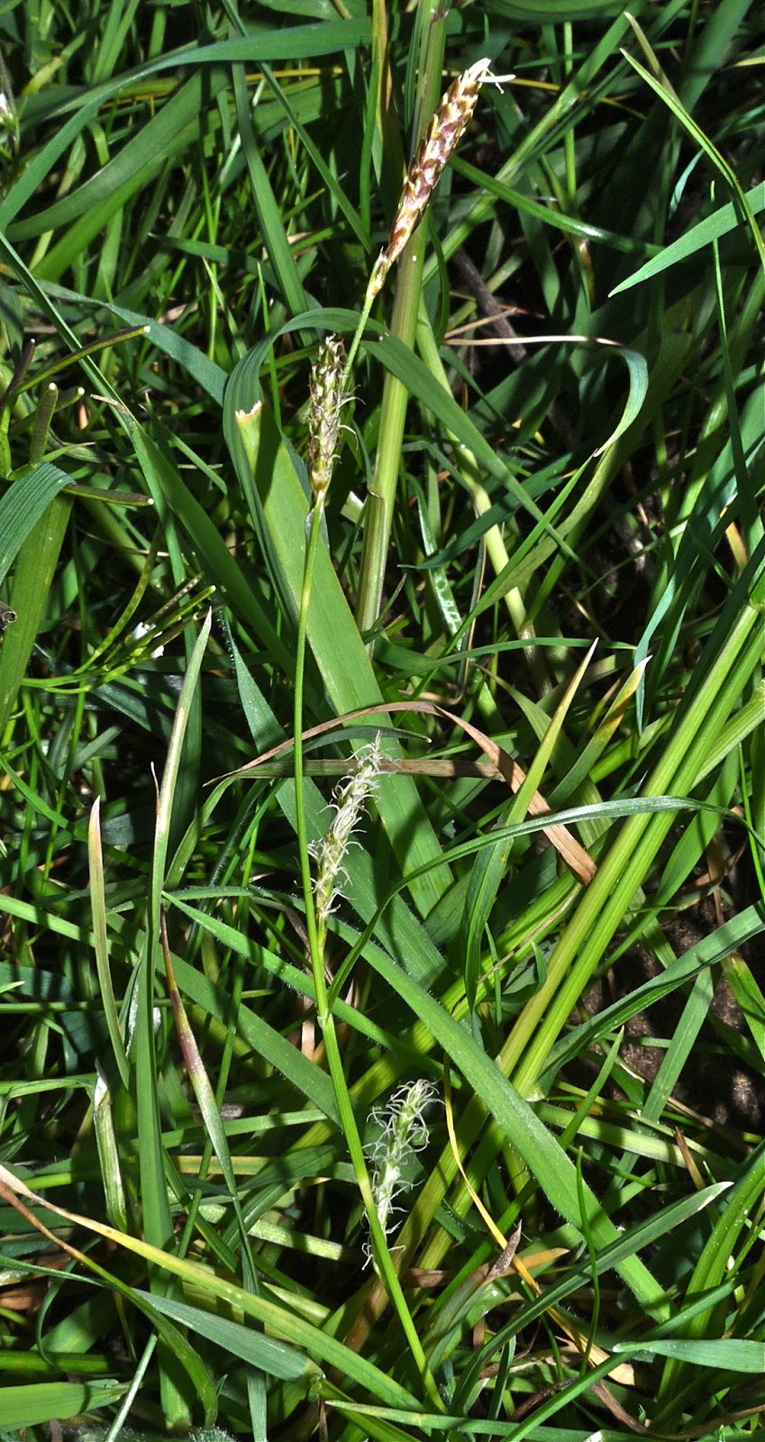 Northwest Norfolk Naturalists: Sedges