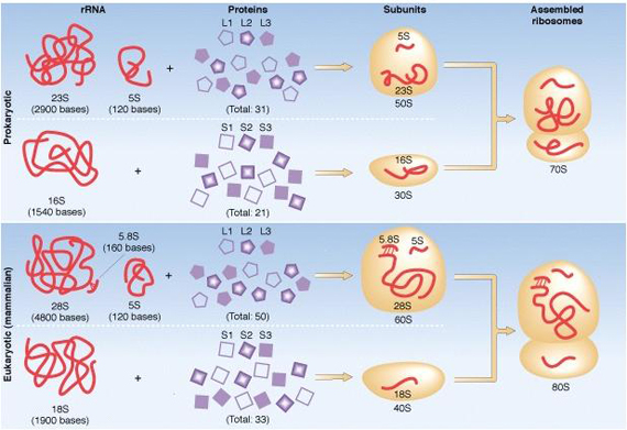 Tus Respuestas de Ciencia... : LOS RIBOSOMAS.