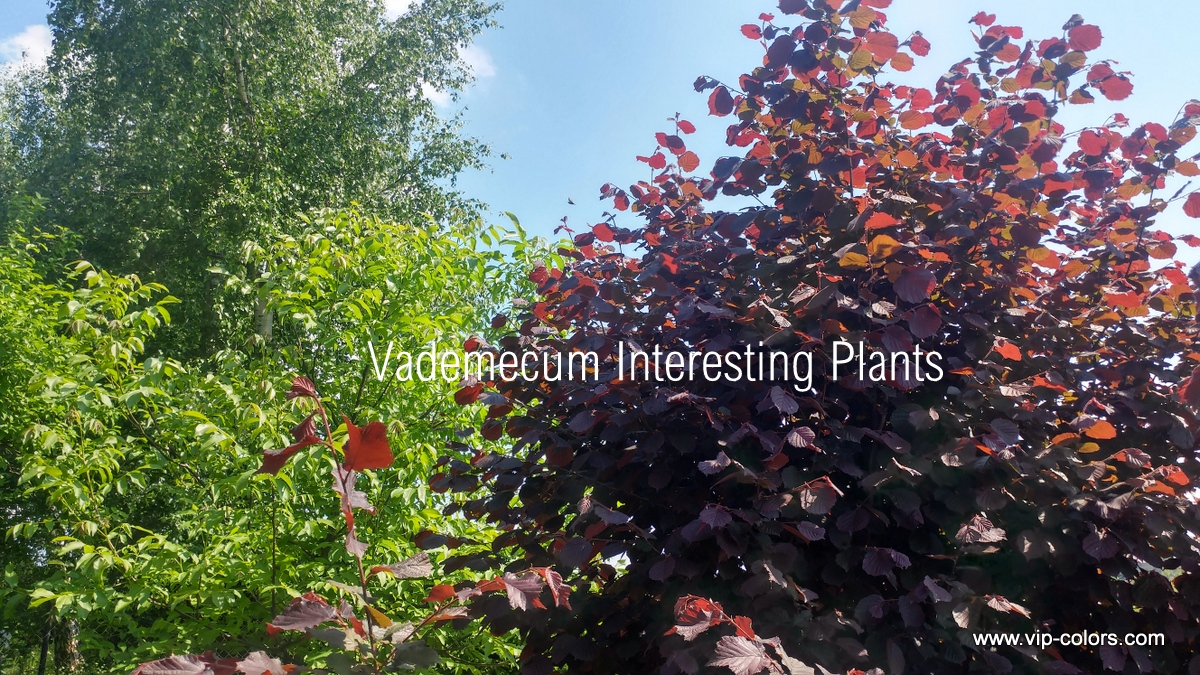 Vademecum Interesting Plants: Corylus avellana - Leszczyna pospolita ...